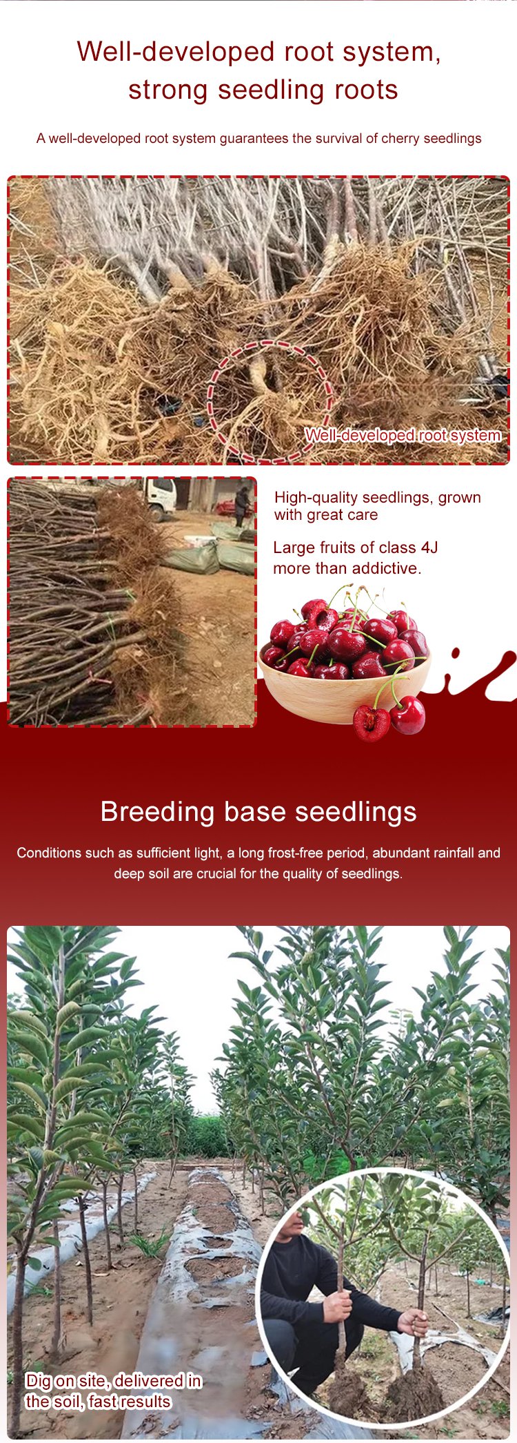 Fully Imported Chilean Chelsea Seeds-carylook