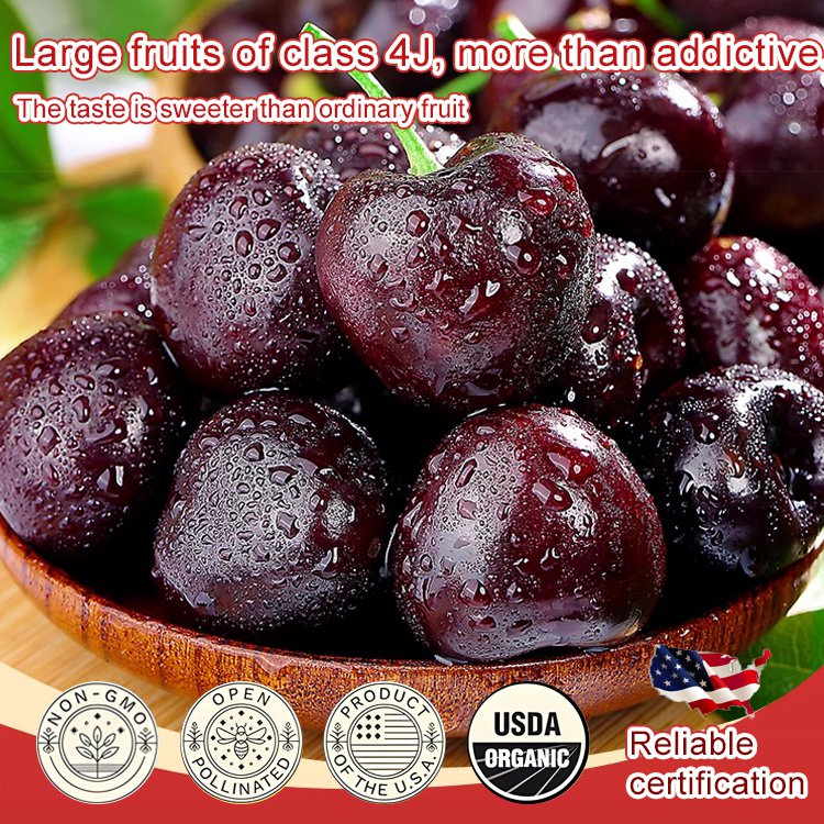 Fully Imported Chilean Chelsea Seeds-carylook